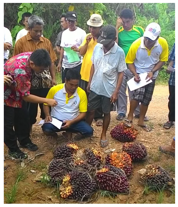 Smallholder partnerships - R.E.A. Holdings plc